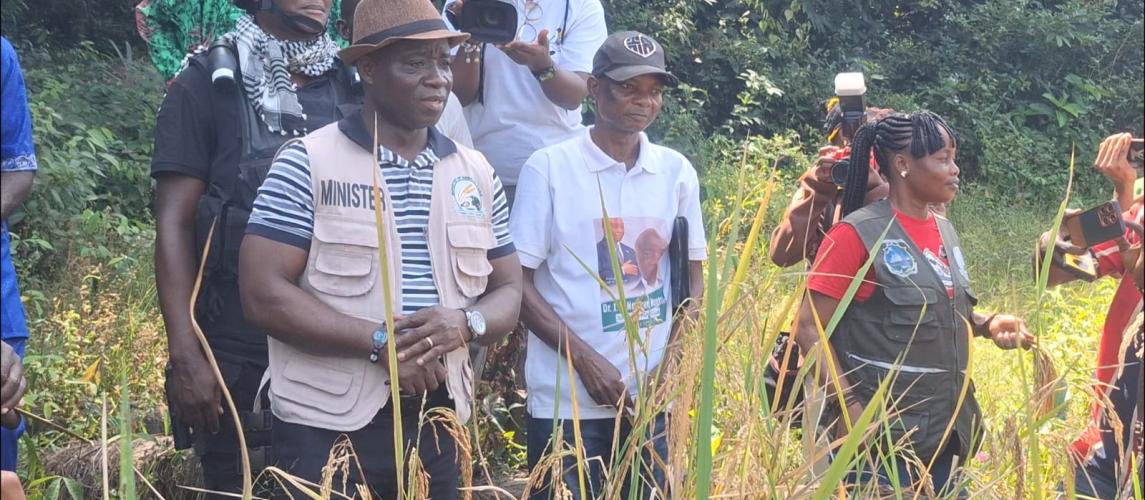 Agriculture Minister Launches January Rice Harvest in Nimba County ...